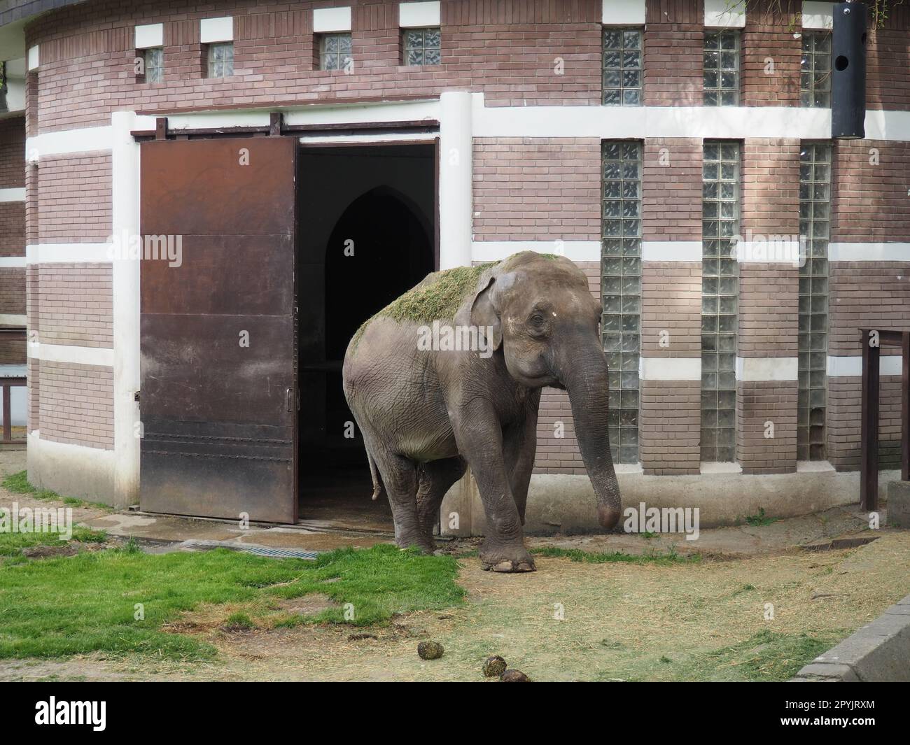 L'éléphant d'Asie, ou éléphant indien, Elephas maximus est un mammifère ...