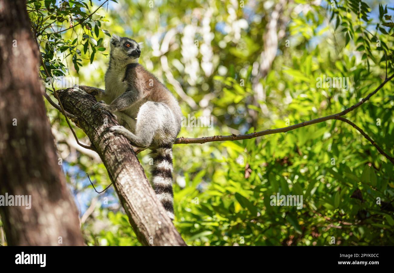 Lemur catta, lémure à queue annulaire, assis sur un arbre dans leur ...