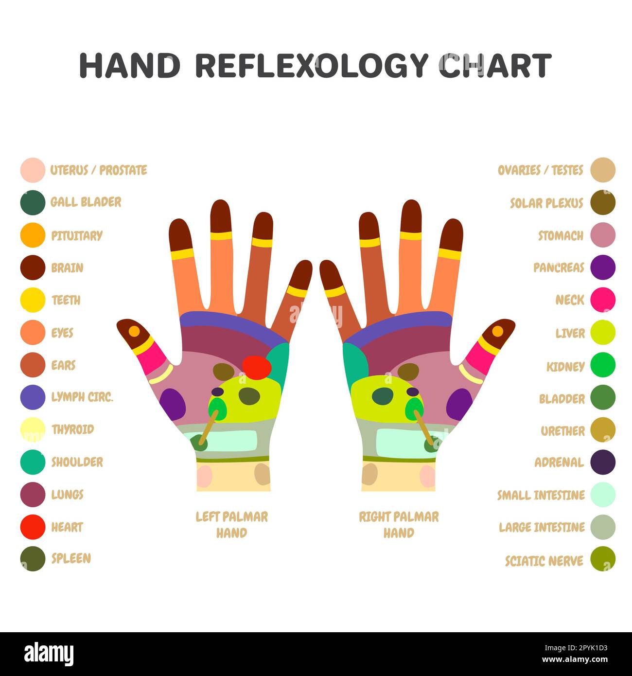Points de massage des mains de réflexologie. Acupuncture et points d ...