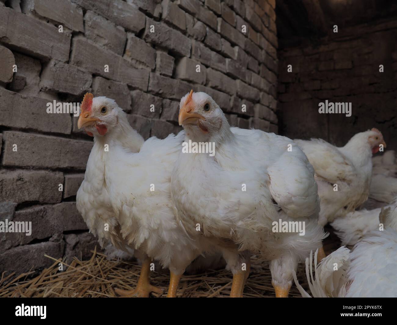 Ferme de poulets blancs, paysage réel. Poulets dans la grange du ...