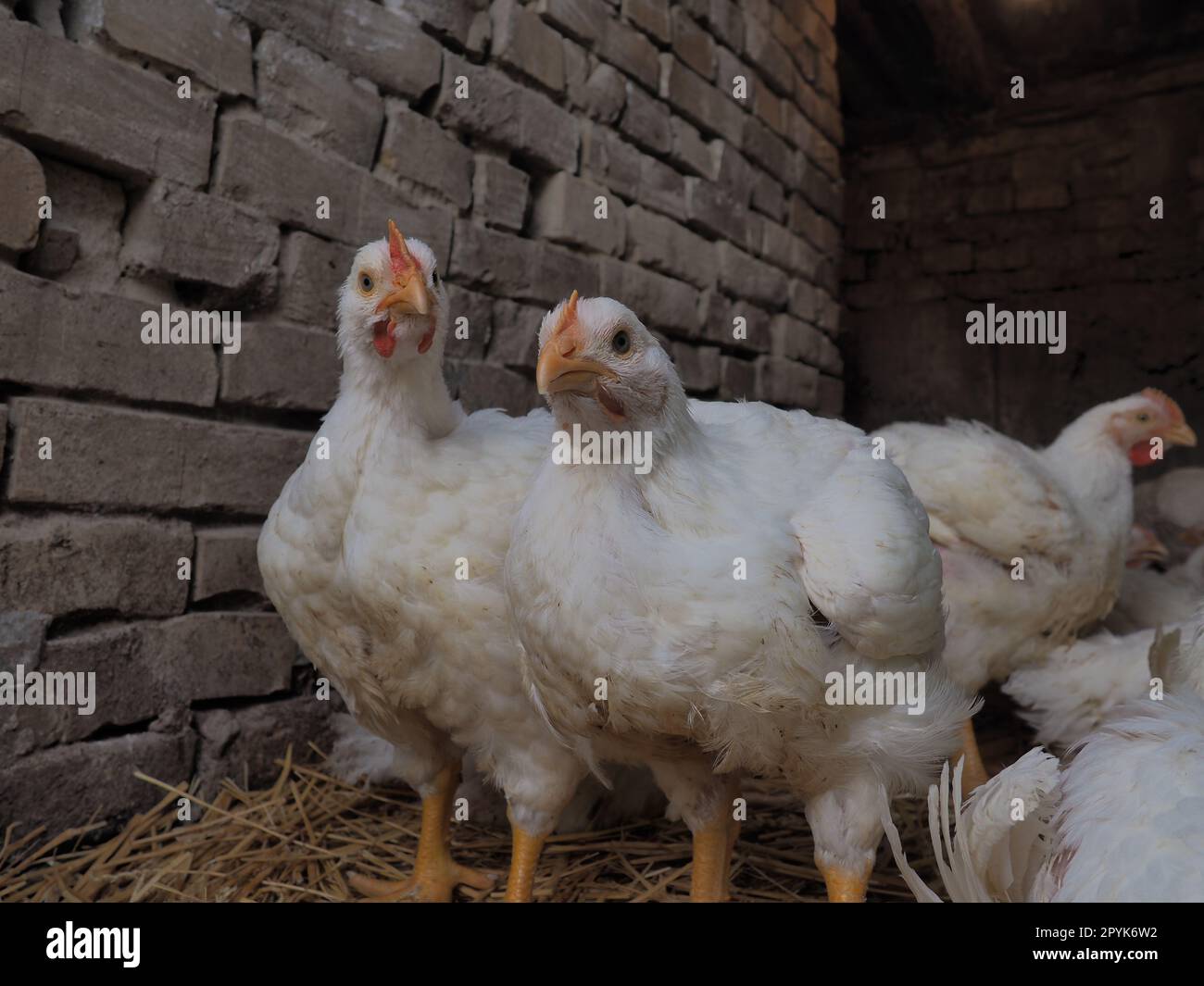 Ferme assis Banque de photographies et d’images à haute résolution - Alamy