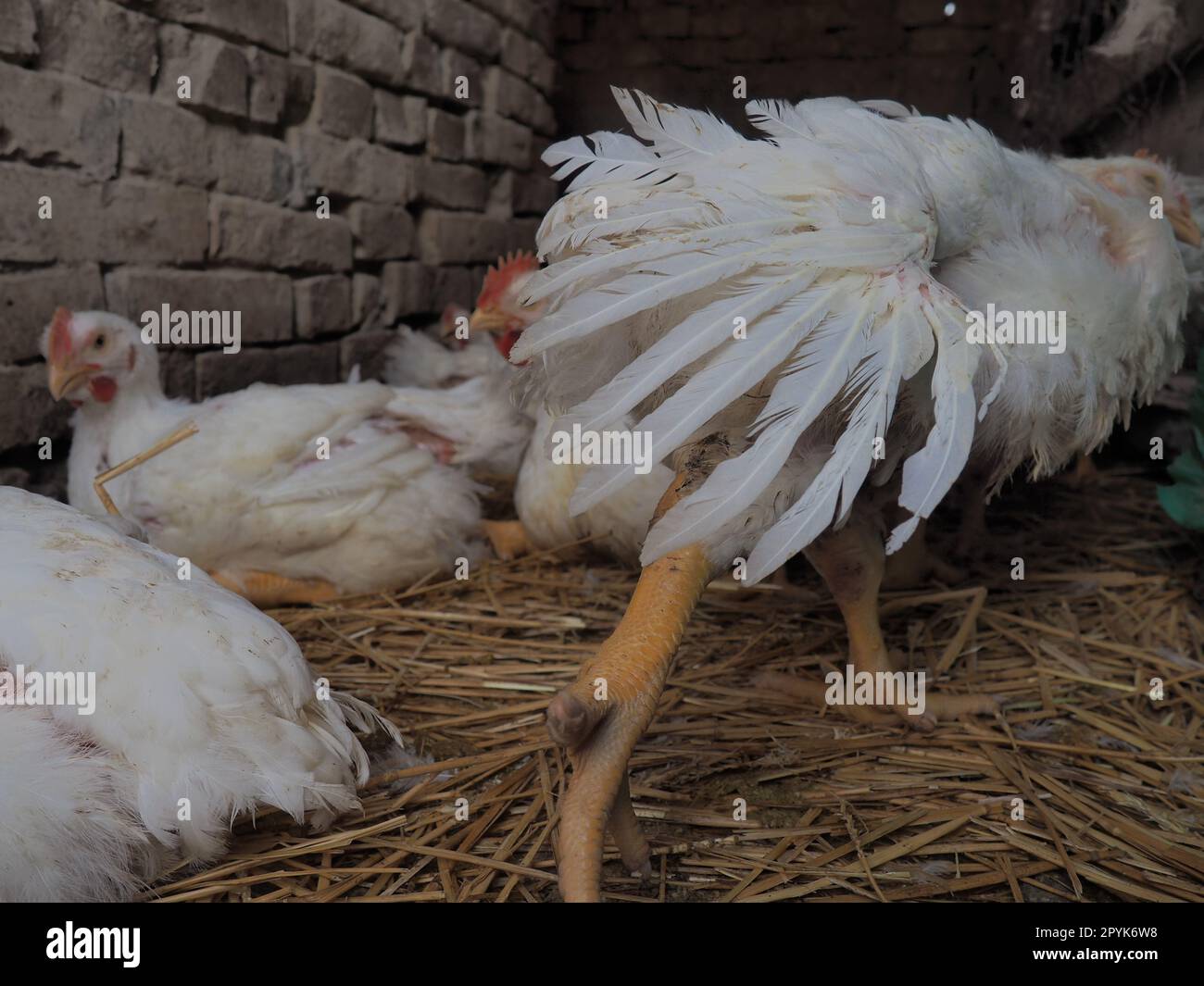 La production de poulet Banque de photographies et d’images à haute ...