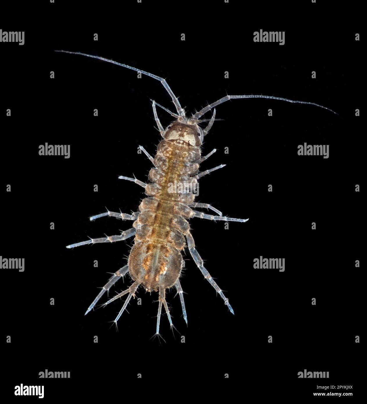 Water louse asellus aquaticus Banque de photographies et d’images à ...