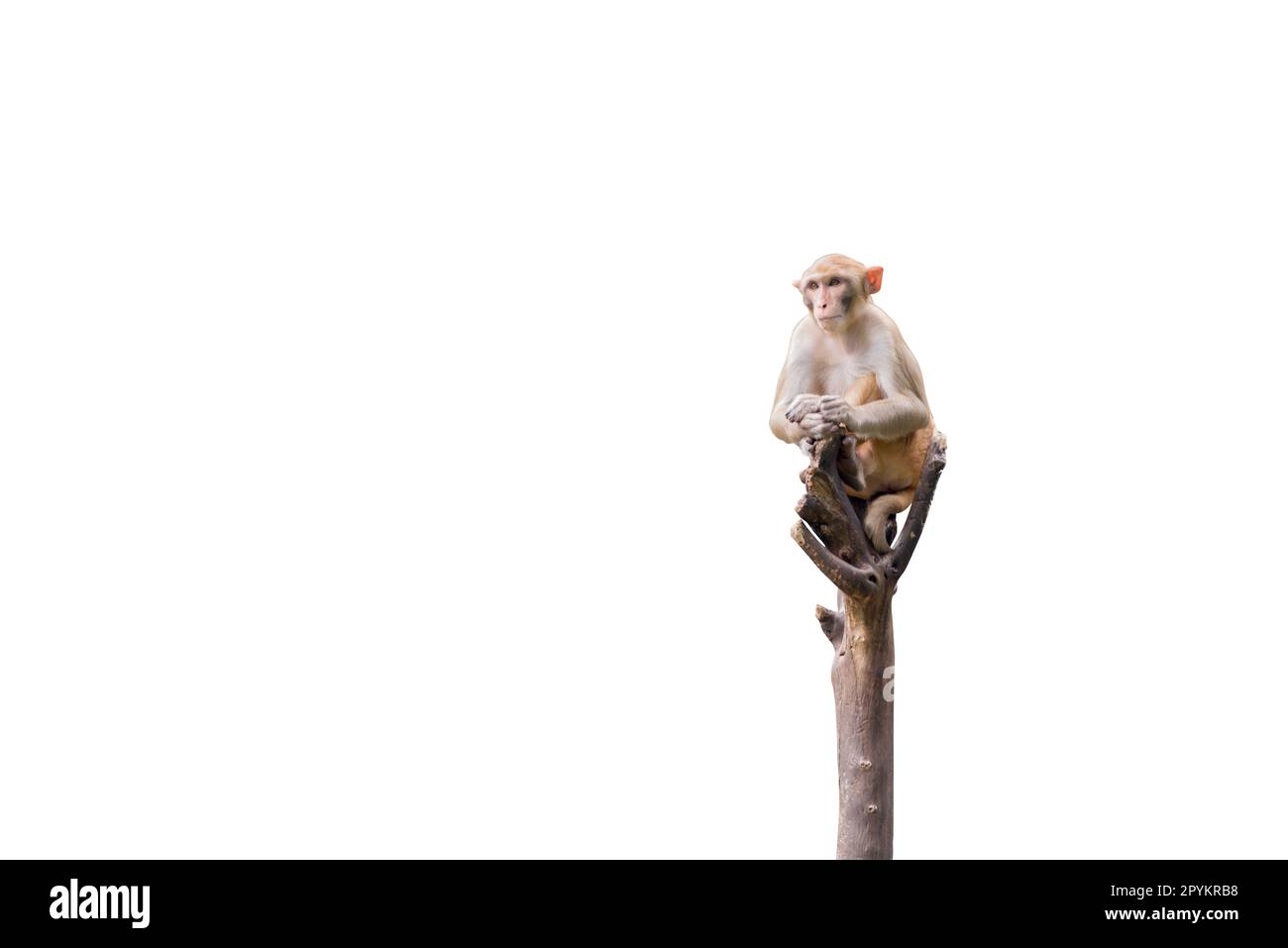 Petit singe blanc Banque d'images détourées - Alamy