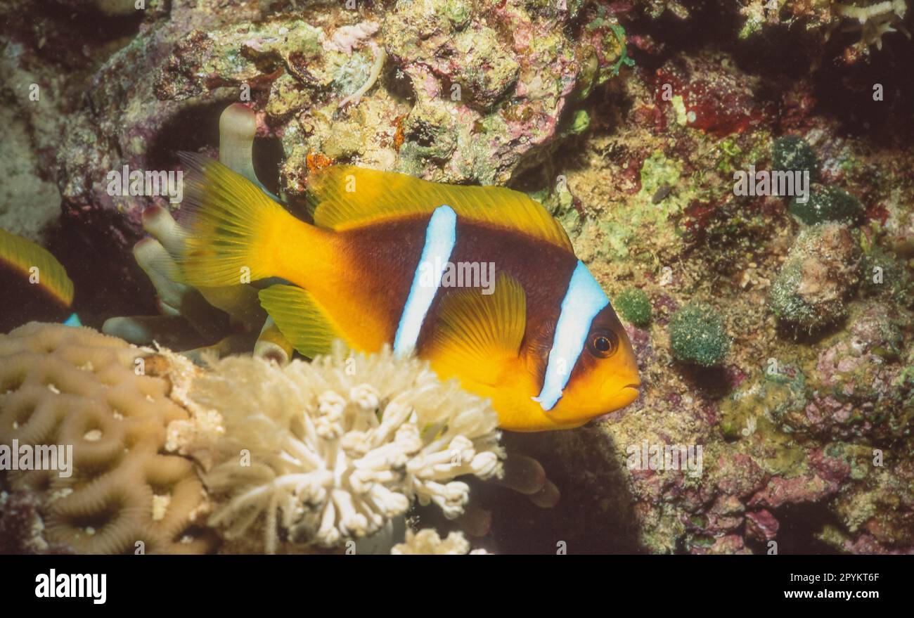 Poisson clown de mer rouge amphiprion bicinctus Banque de photographies ...