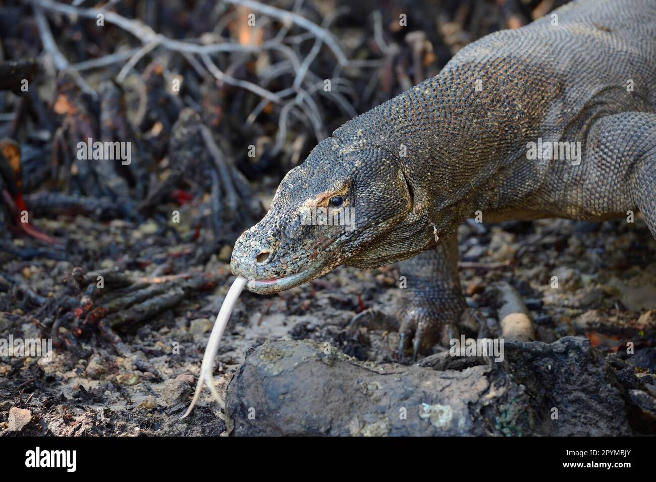 Le dragon de Komodo (Varanus komodoensis), la mangrove, l'île de Rinca ...