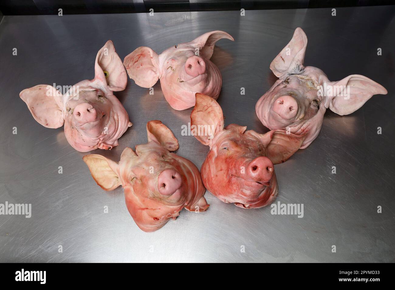 Races de porcs Banque de photographies et d’images à haute résolution - Alamy