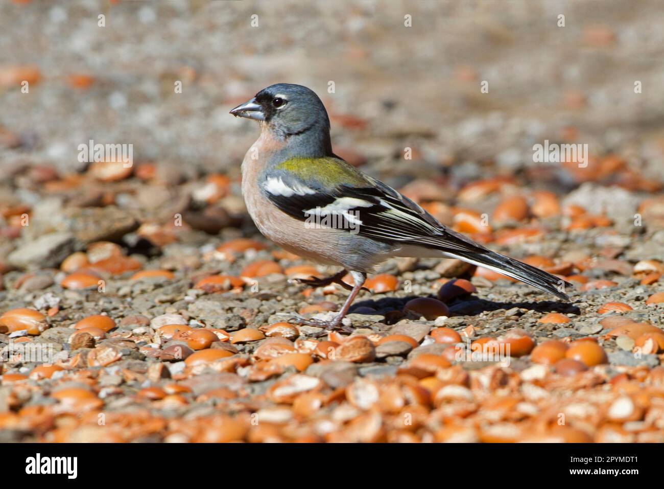 Pinson d'afrique Banque de photographies et d’images à haute résolution - Alamy