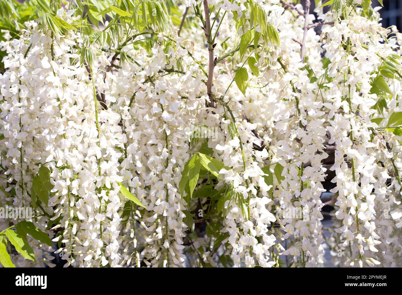 Fleurs de Robinier en acacia blanc. La robinia florale, Robinia ...