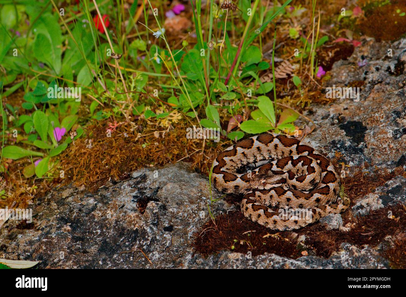Vipère à cornes grecque Banque de photographies et d’images à haute ...