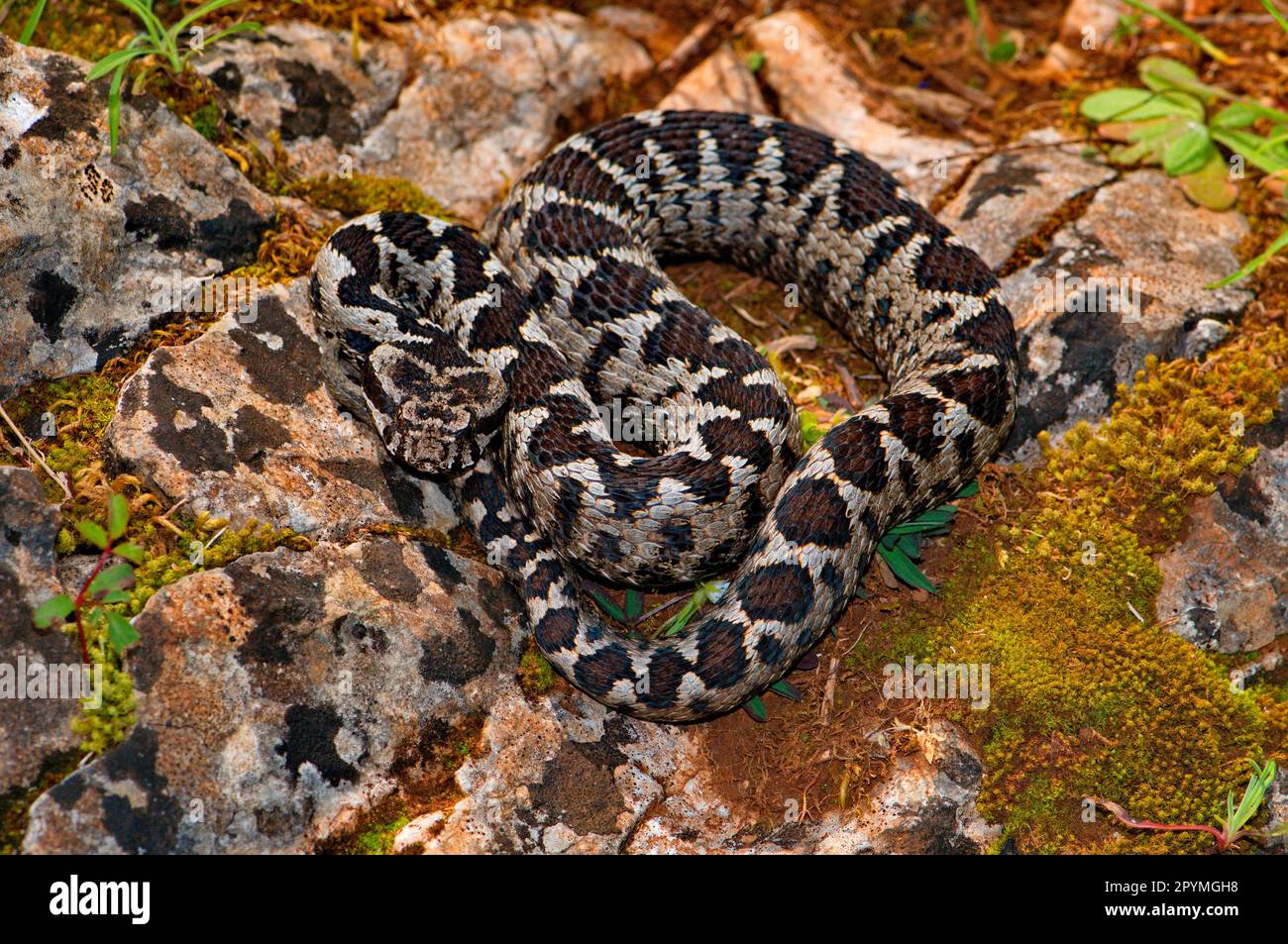 Vipère à cornes grecque Banque de photographies et d’images à haute ...