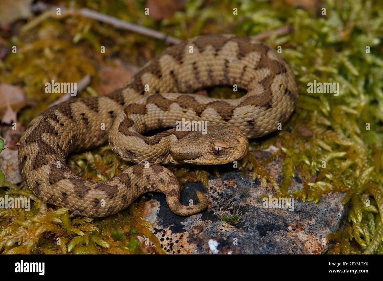 Vipère à cornes grecque Banque de photographies et d’images à haute ...