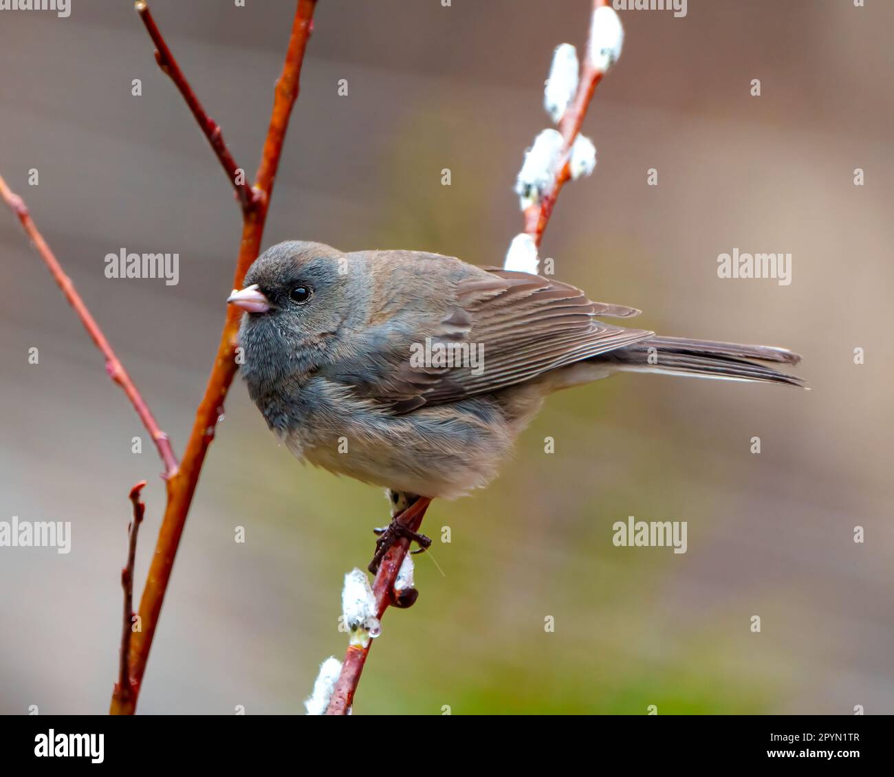 Vue rapprochée de Junco perchée sur une branche d'arbre avec un arrière ...