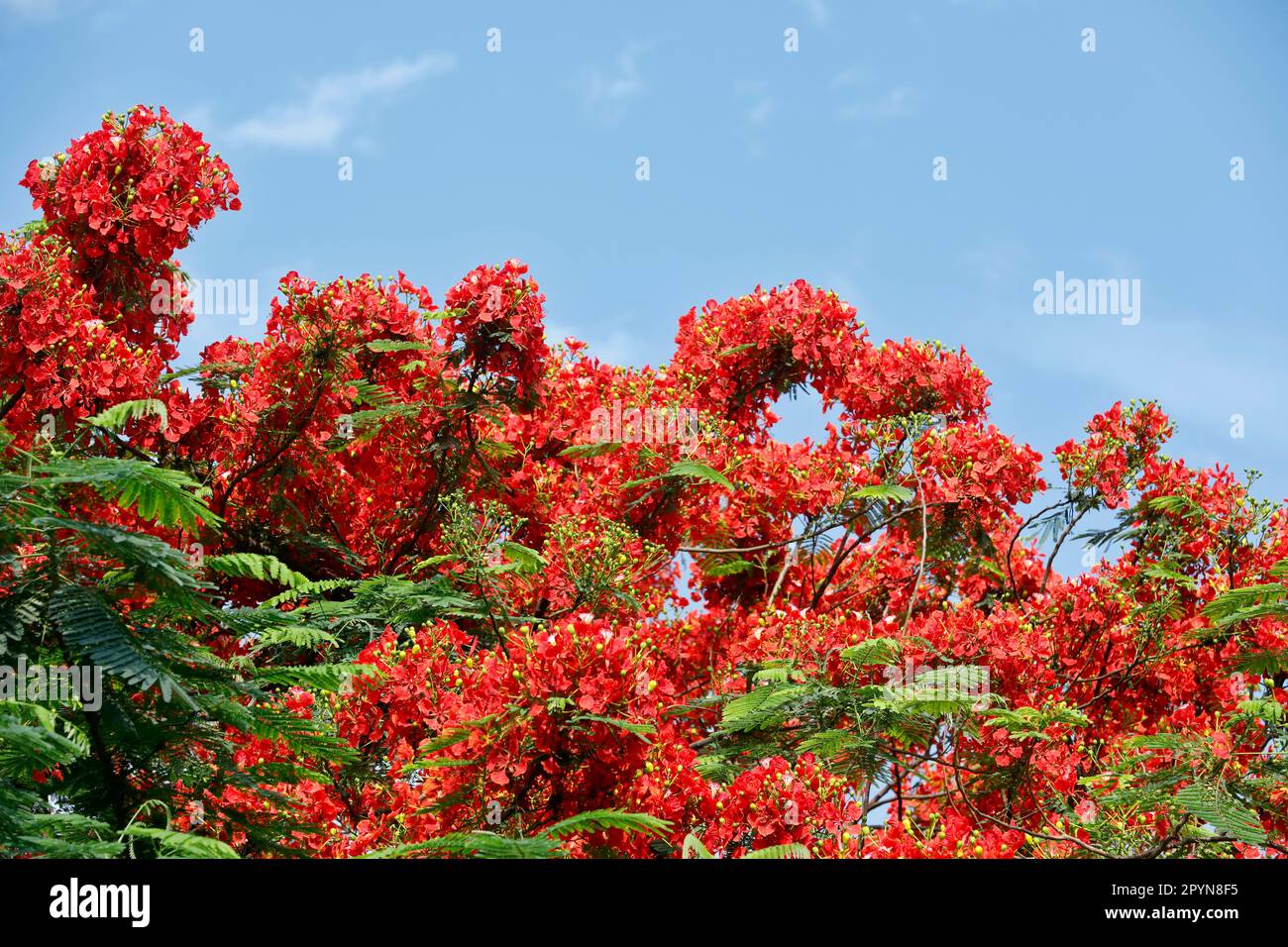 Dhaka, Bangladesh - 04 mai 2023 : un arbre Krishnachura recouvert d'une ...