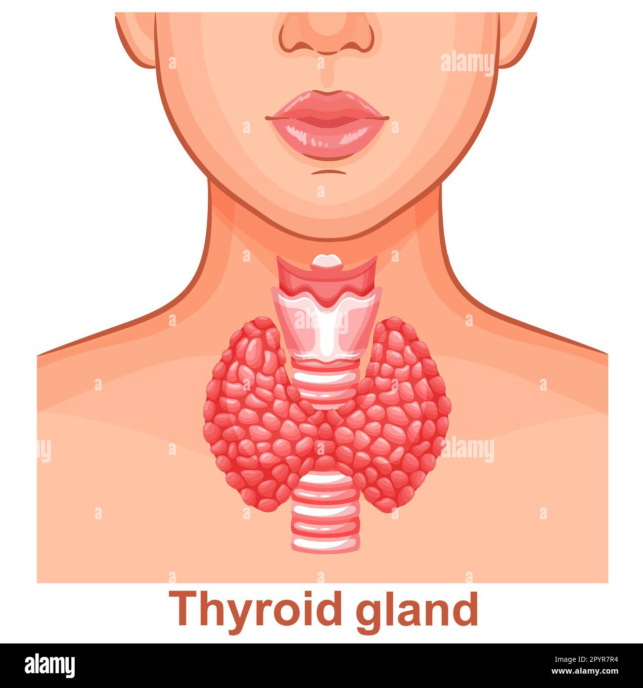 Glande thyroïde, anatomie interne de l'organe de la trachée, cou de la ...