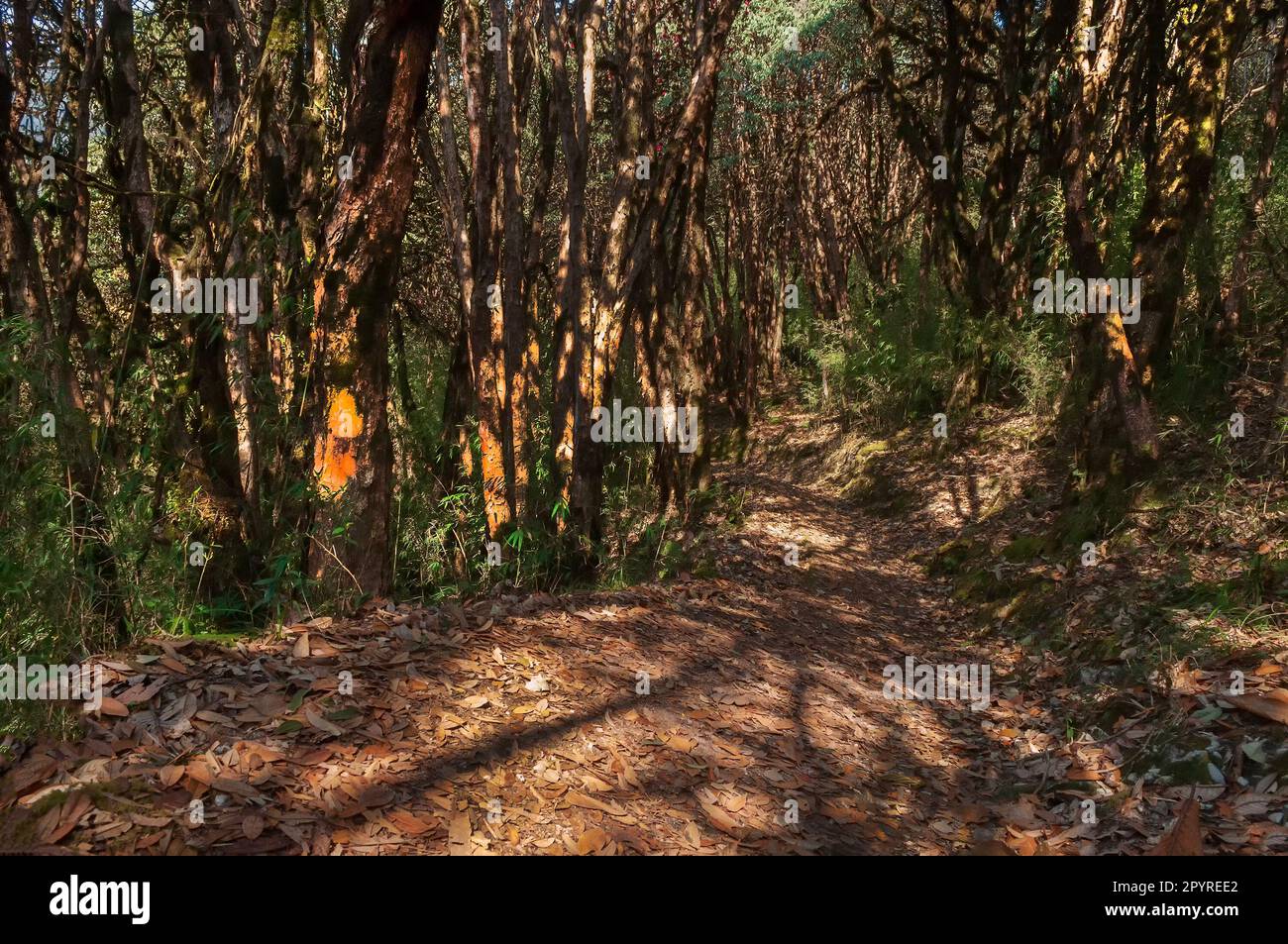 Parcours de randonnée à travers une forêt dense, de Hiley vers le ...