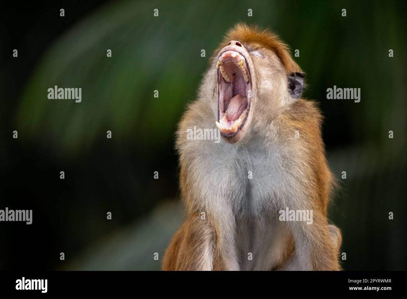 Le singe hurle bruyamment avec une grande bouche ouverte et affiche des ...