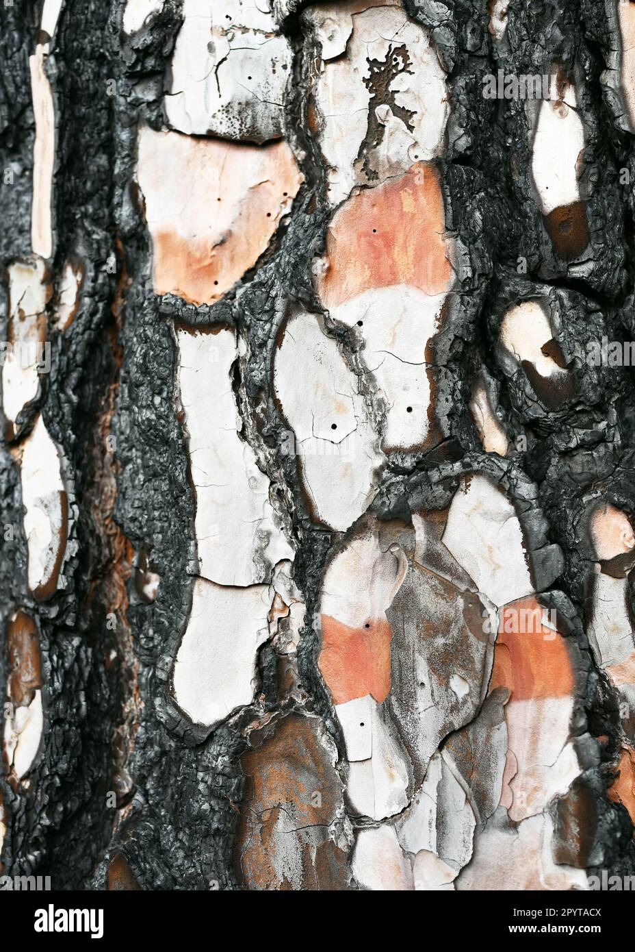 Écorce noire sur un tronc de pin brûlé après un feu de forêt. (Pinus ...
