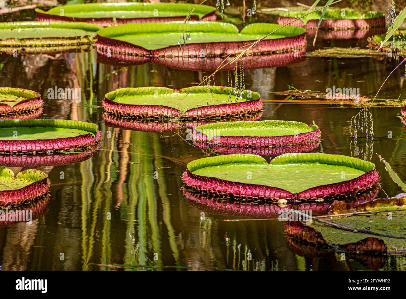 Plante aquatique amazonienne Banque de photographies et d’images à ...
