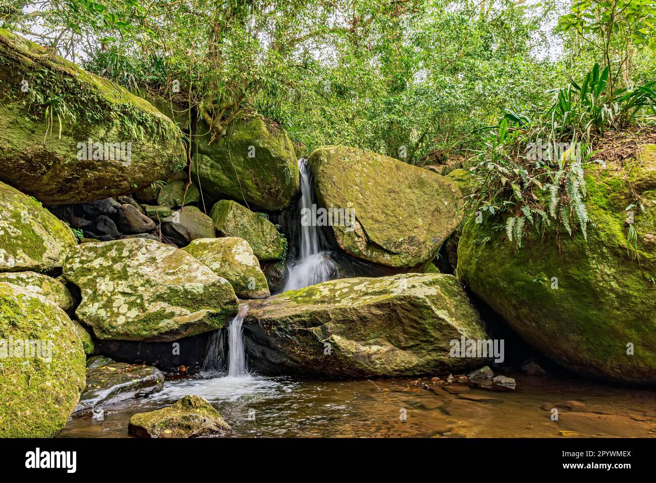 Petite cascade parmi la végétation de la forêt tropicale de l'île d ...