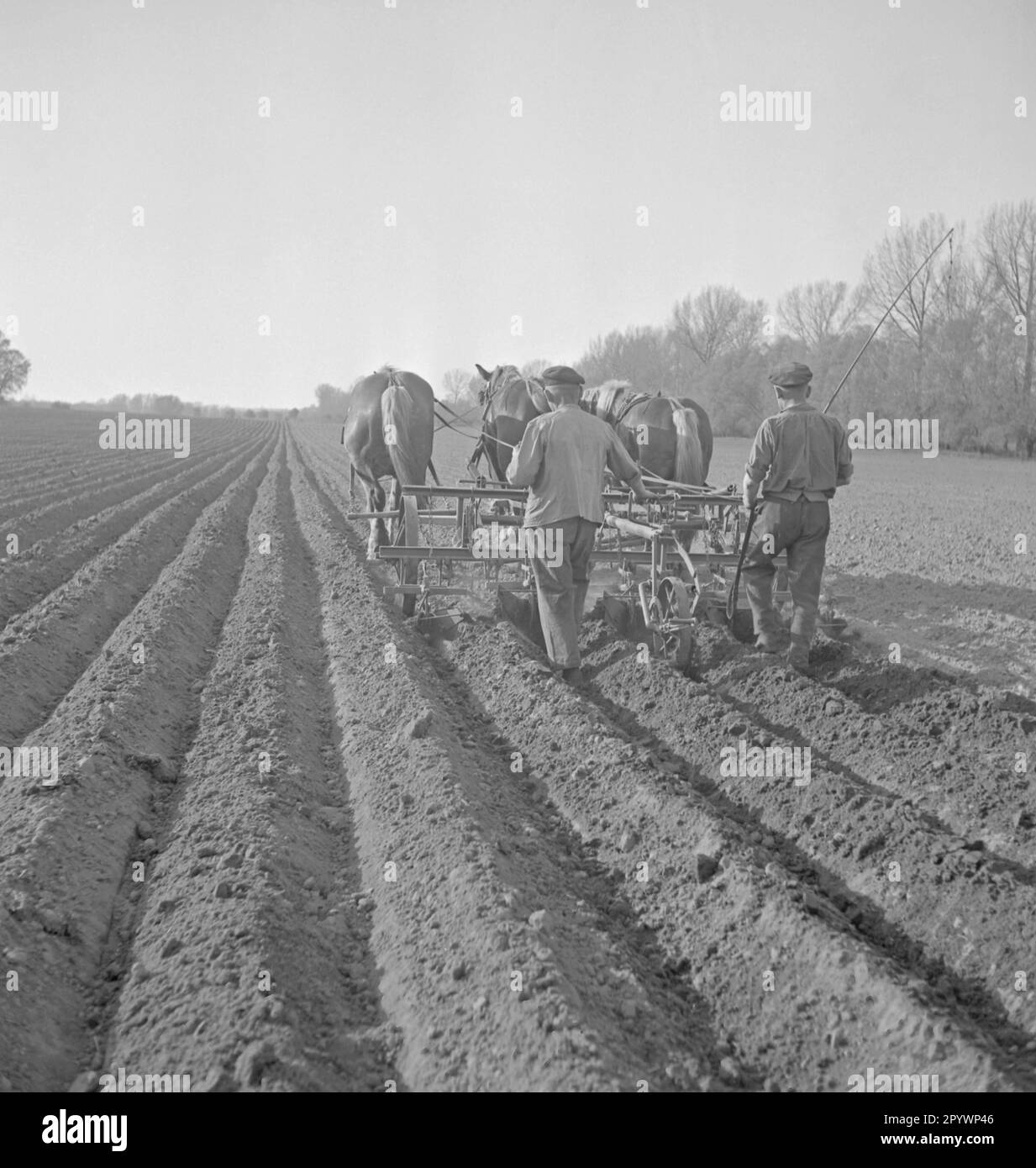 Tirer la charrue Banque d'images noir et blanc - Alamy