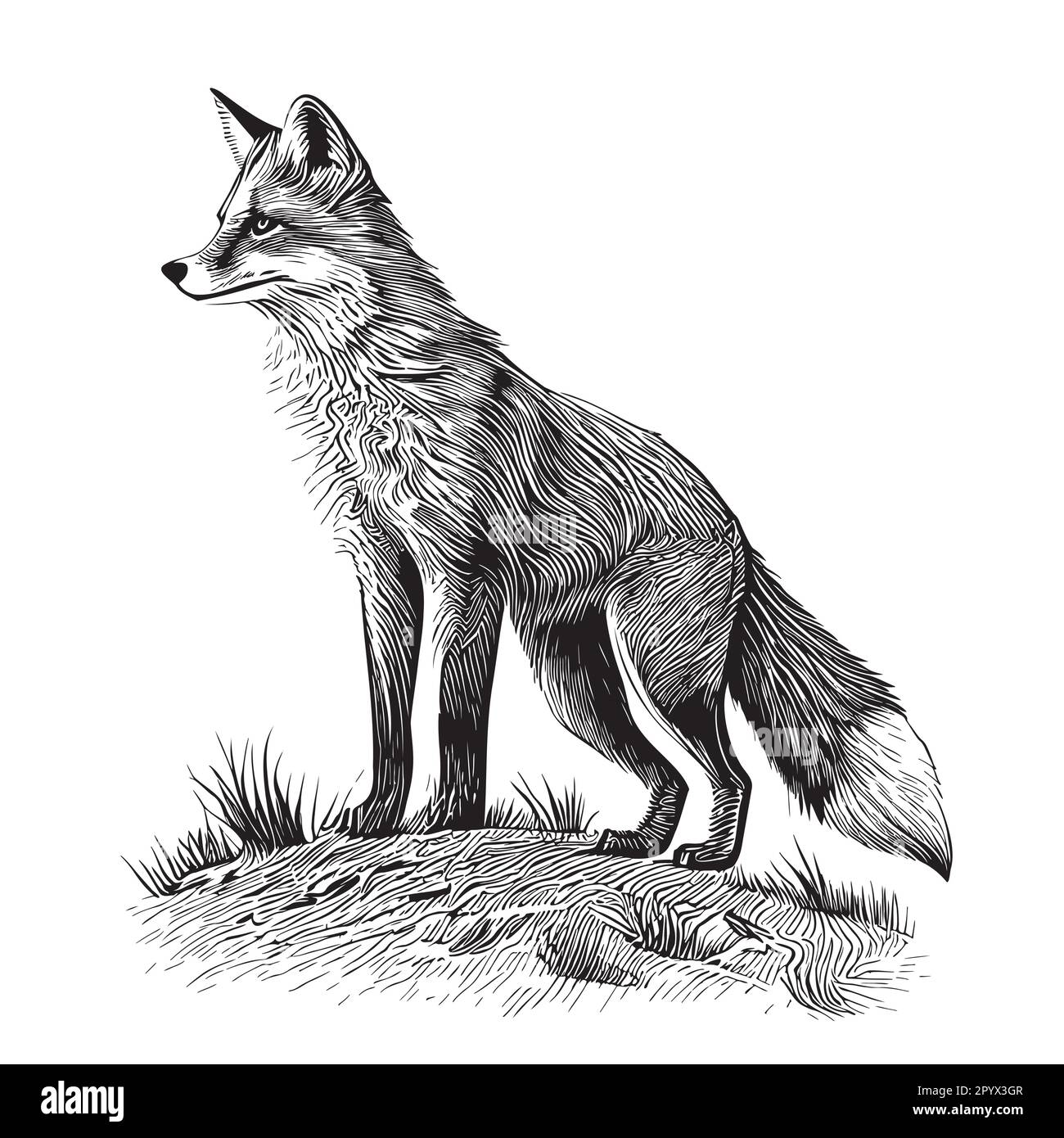 Dessin de renard sauvage dessiné à la main dans une illustration de ...