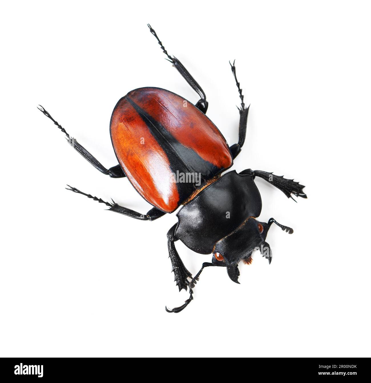 Gros plan, insecte et insecte avec coléoptère noir en studio pour la ...