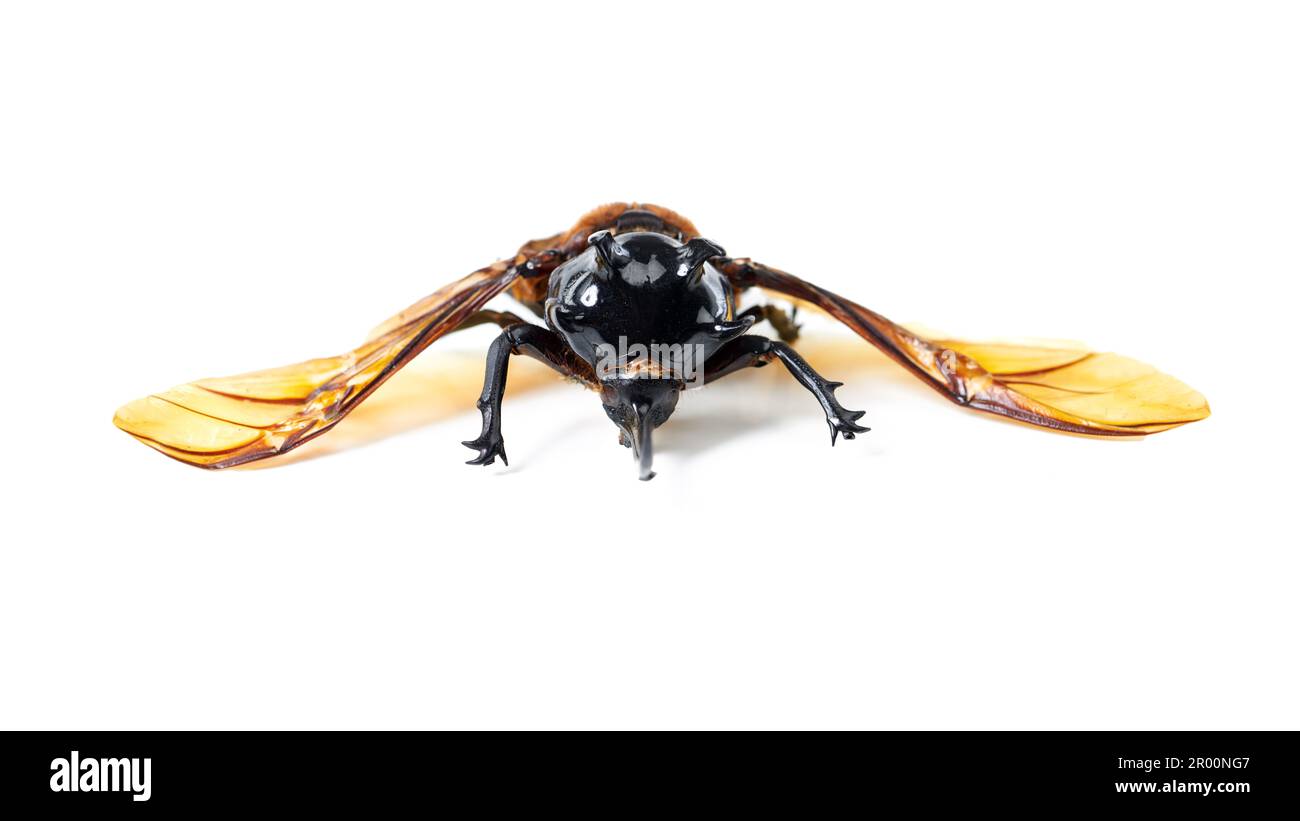 Insectes, ailes et coléoptère avec corne, fond avant et blanc, insecte ...