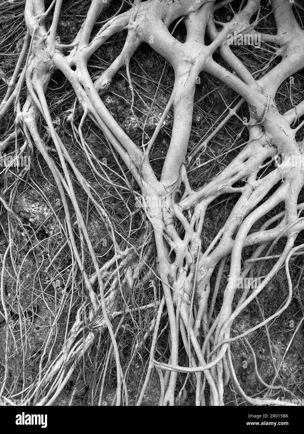 Kerala cocotiers Banque d'images noir et blanc - Alamy