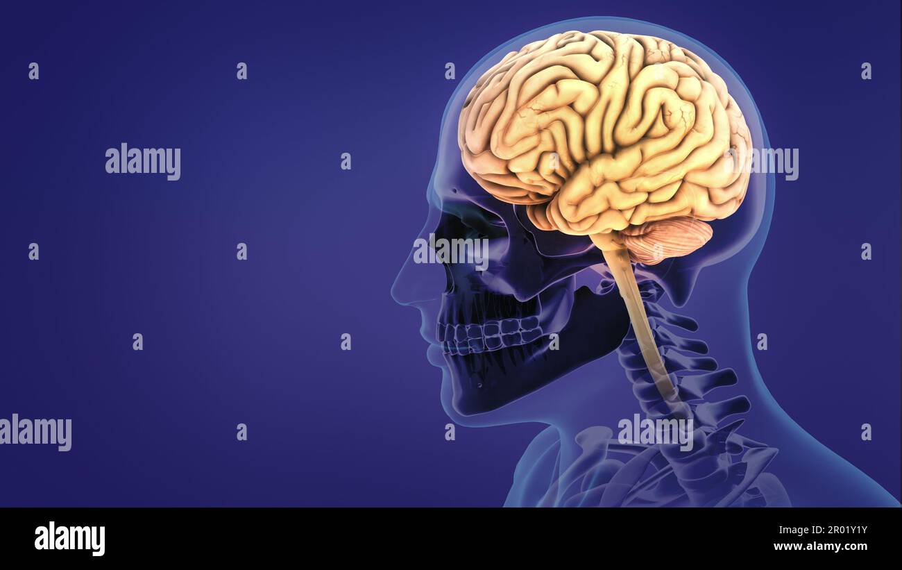 Anatomie du cerveau du système nerveux humain Photo Stock - Alamy