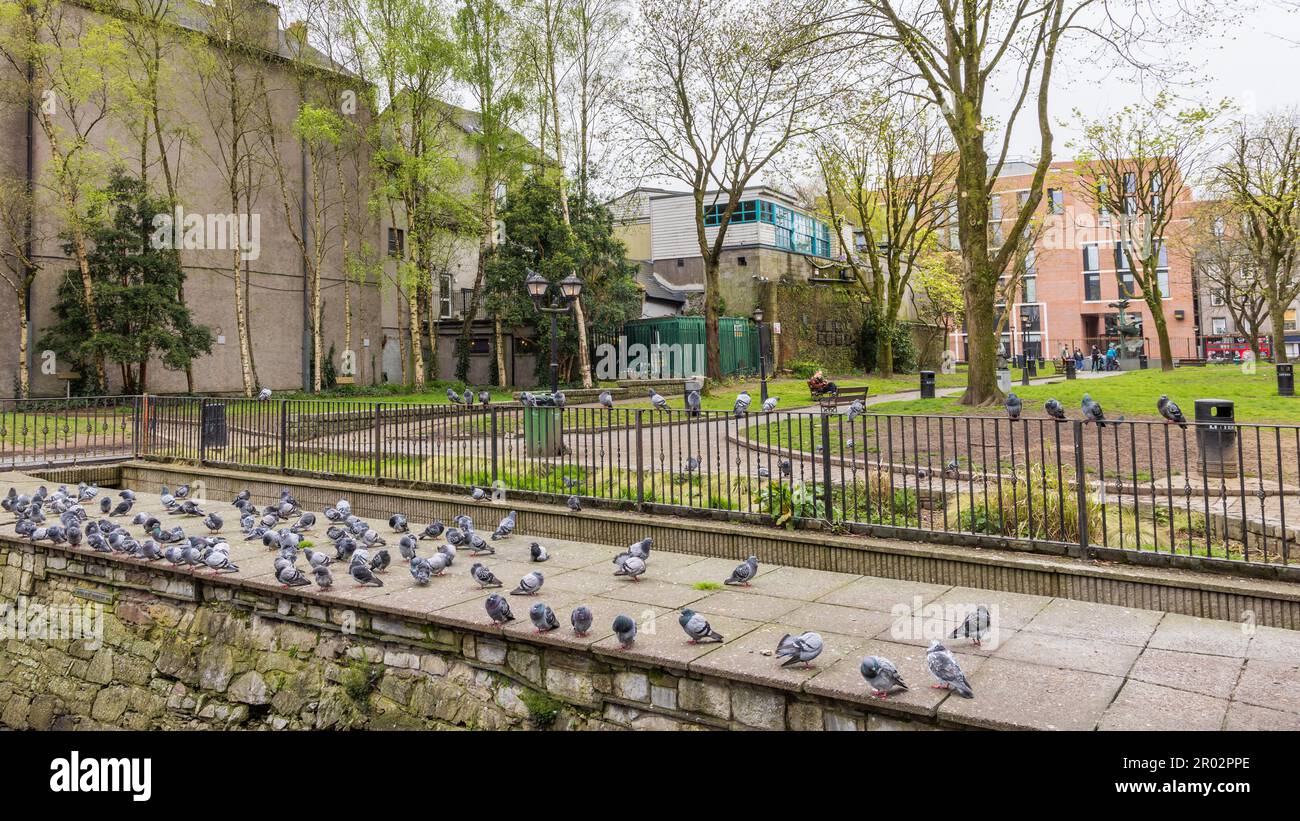 Cork, Irlande - 16 avril 2023: Pigeons dans le parc de l'évêque Lucey à ...