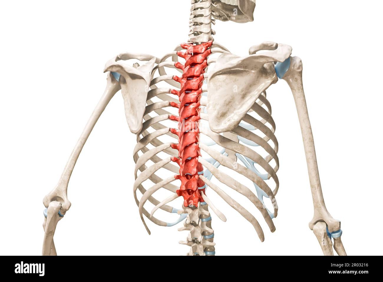Vertèbres thoraciques de couleur rouge 3D, illustration de rendu isolée ...