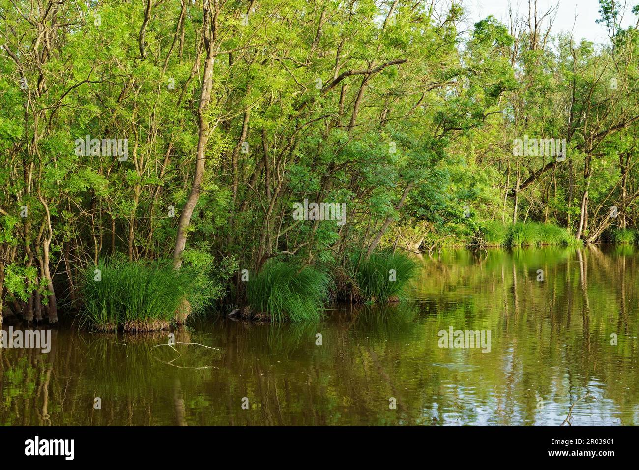 Oasis de Punte Alberete - zone humide d'eau douce s'étendant sur ...
