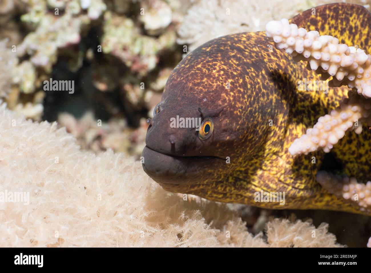 Anguille jaune Banque de photographies et d’images à haute résolution ...
