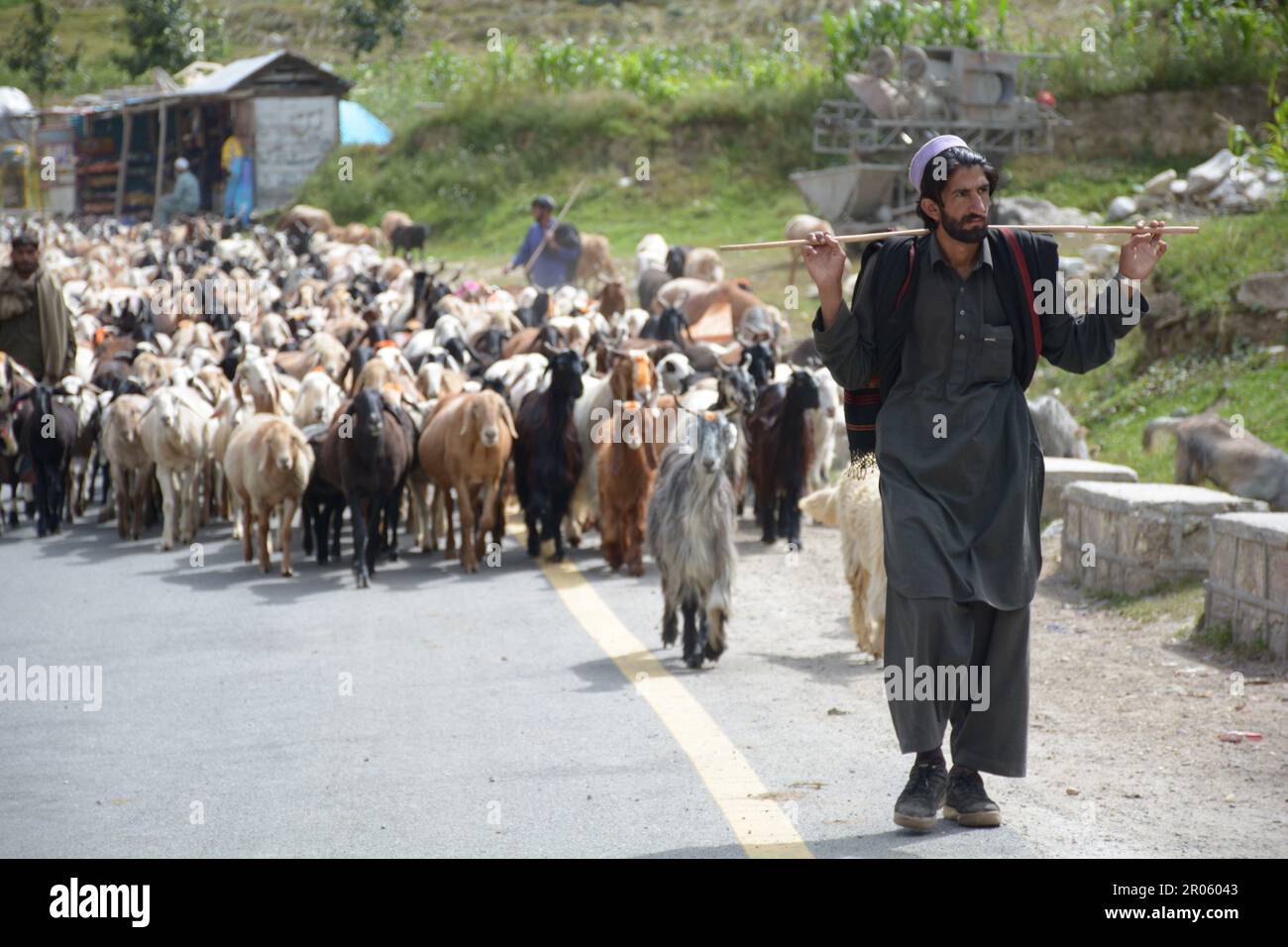 Un berger mène son fidèle troupeau de chèvres le long d'une route ...