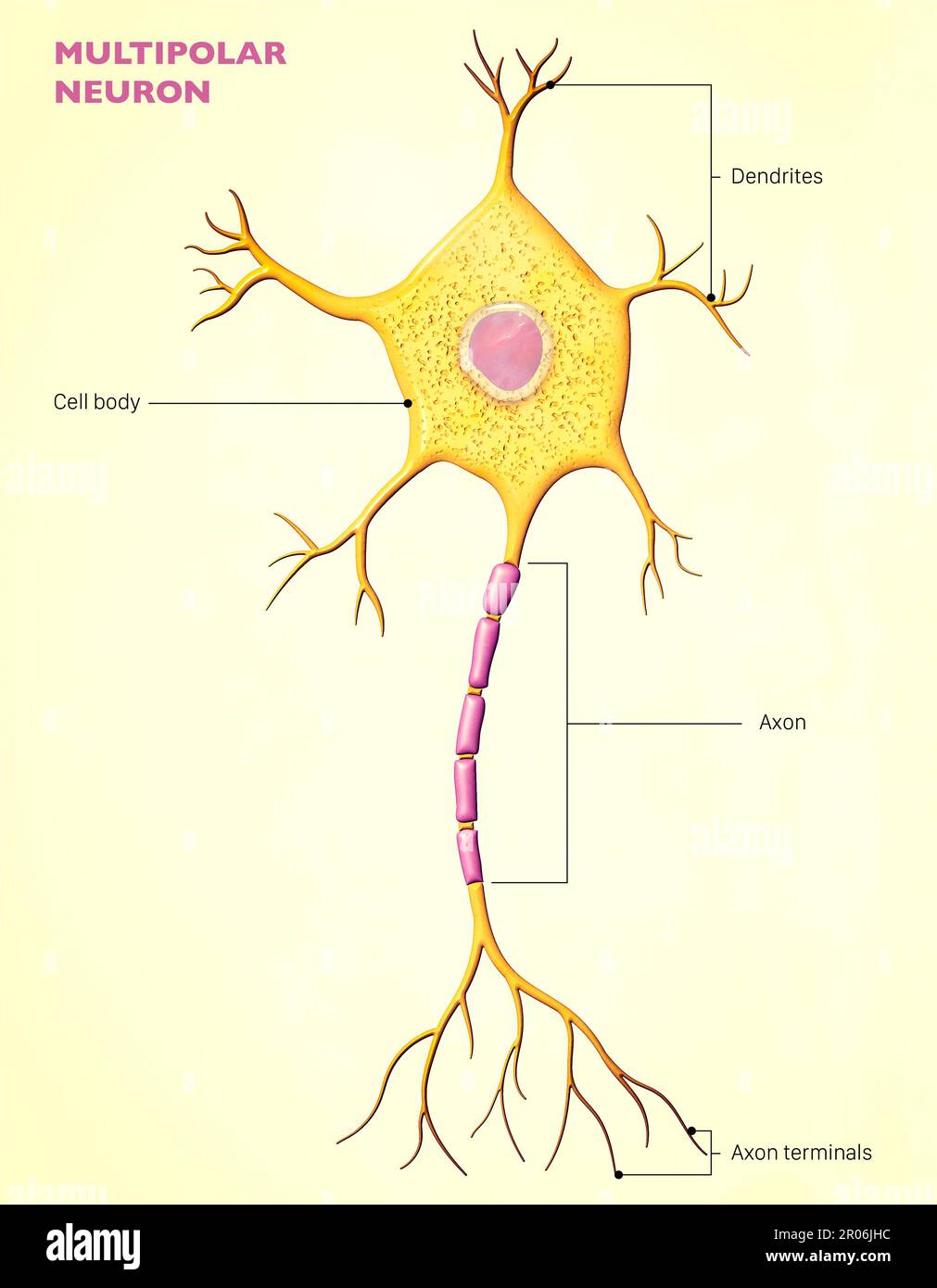 Diagramme de neurones multipolaires Banque de photographies et d’images ...
