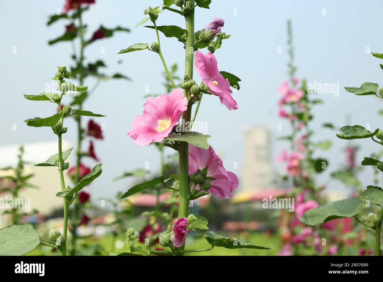 Rose rose png Banque de photographies et d’images à haute résolution - Alamy