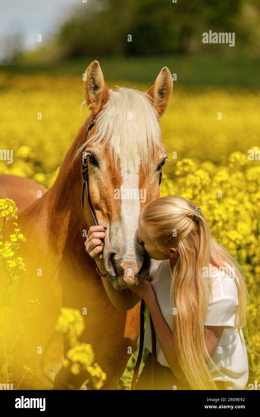 Cheval dans un champ de colza Banque de photographies et d’images à ...