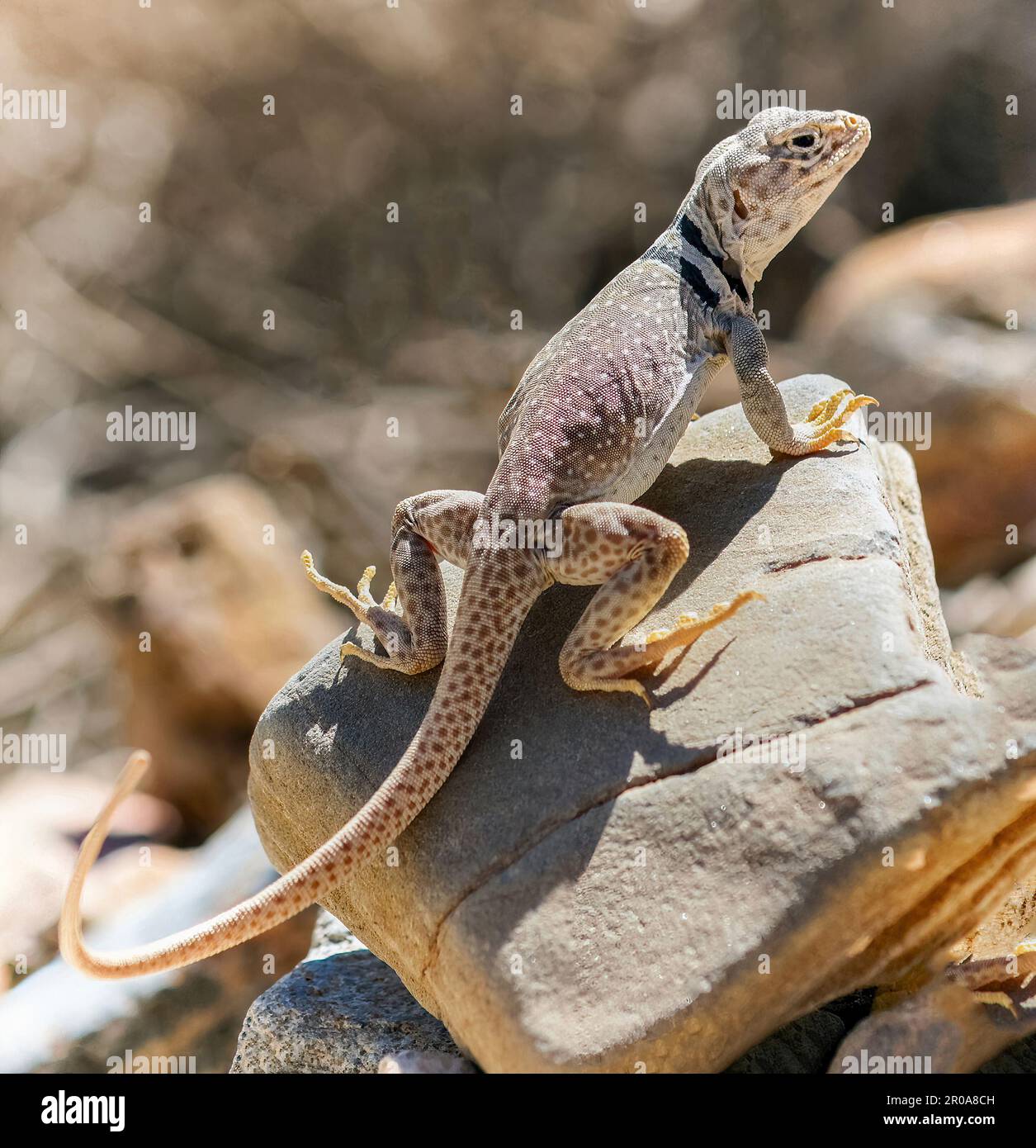 Grand lézard du désert Banque de photographies et d’images à haute ...