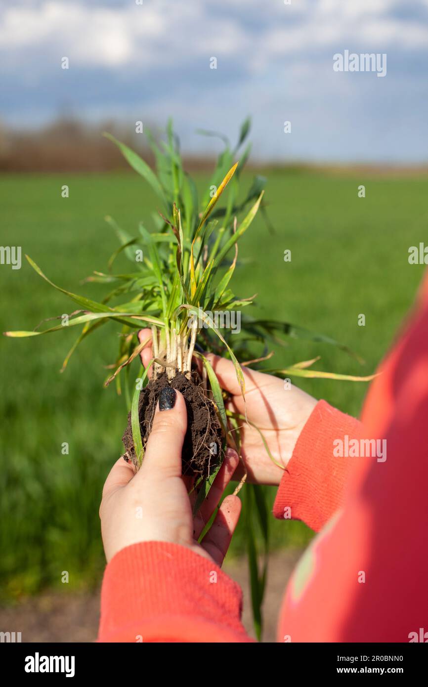 Jeunes plants de blé vert dans les mains d'un agriculteur. Épis de ...