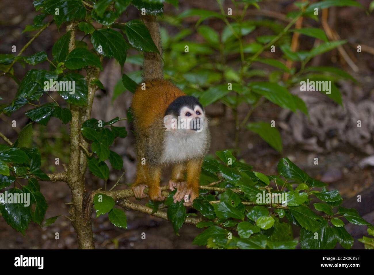Singe écureuil (Saimiri sciureus) la cueillette des fruits dans un ...