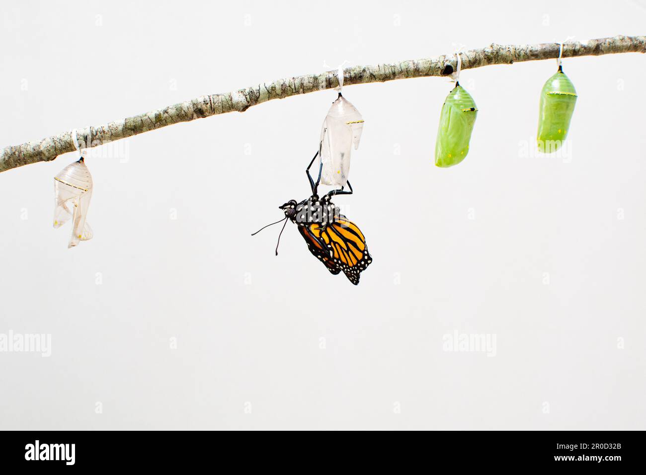 Espèce en voie de disparition Monarch Butterfly vient de naître de son ...