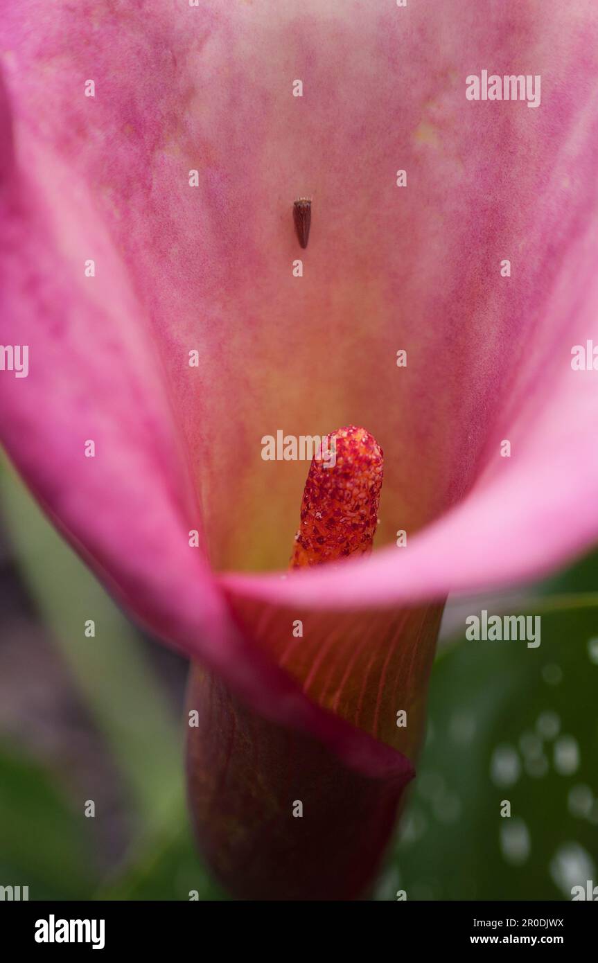 Lis calla rose Banque de photographies et d’images à haute résolution ...