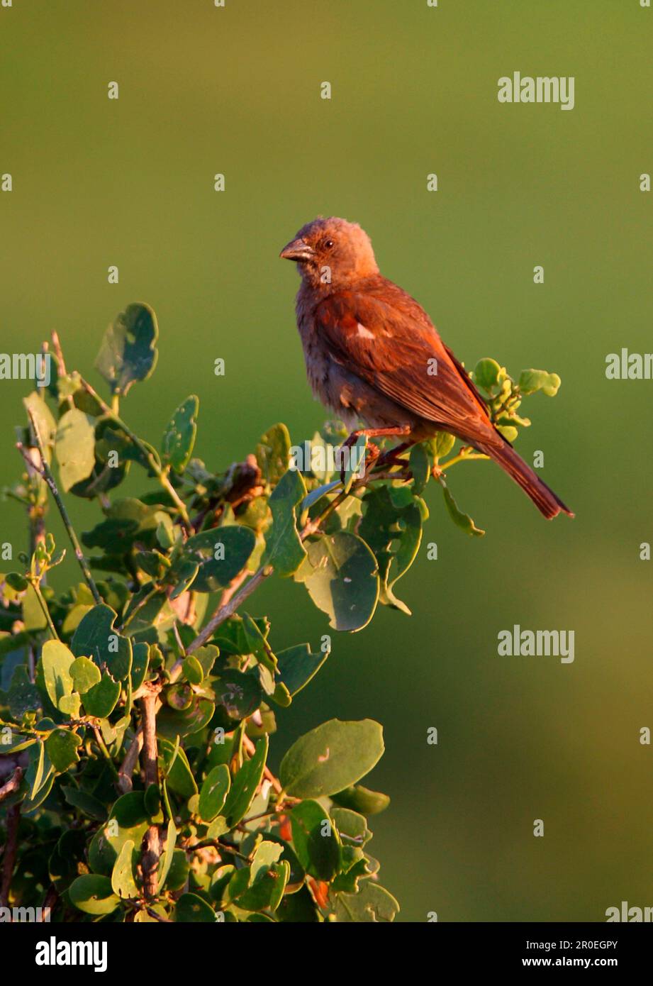 Rouge du sol Banque de photographies et d’images à haute résolution - Alamy