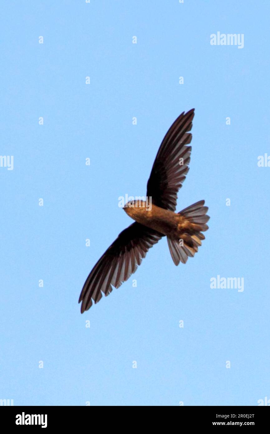 Aerodramus fuciphagus Banque de photographies et d’images à haute ...