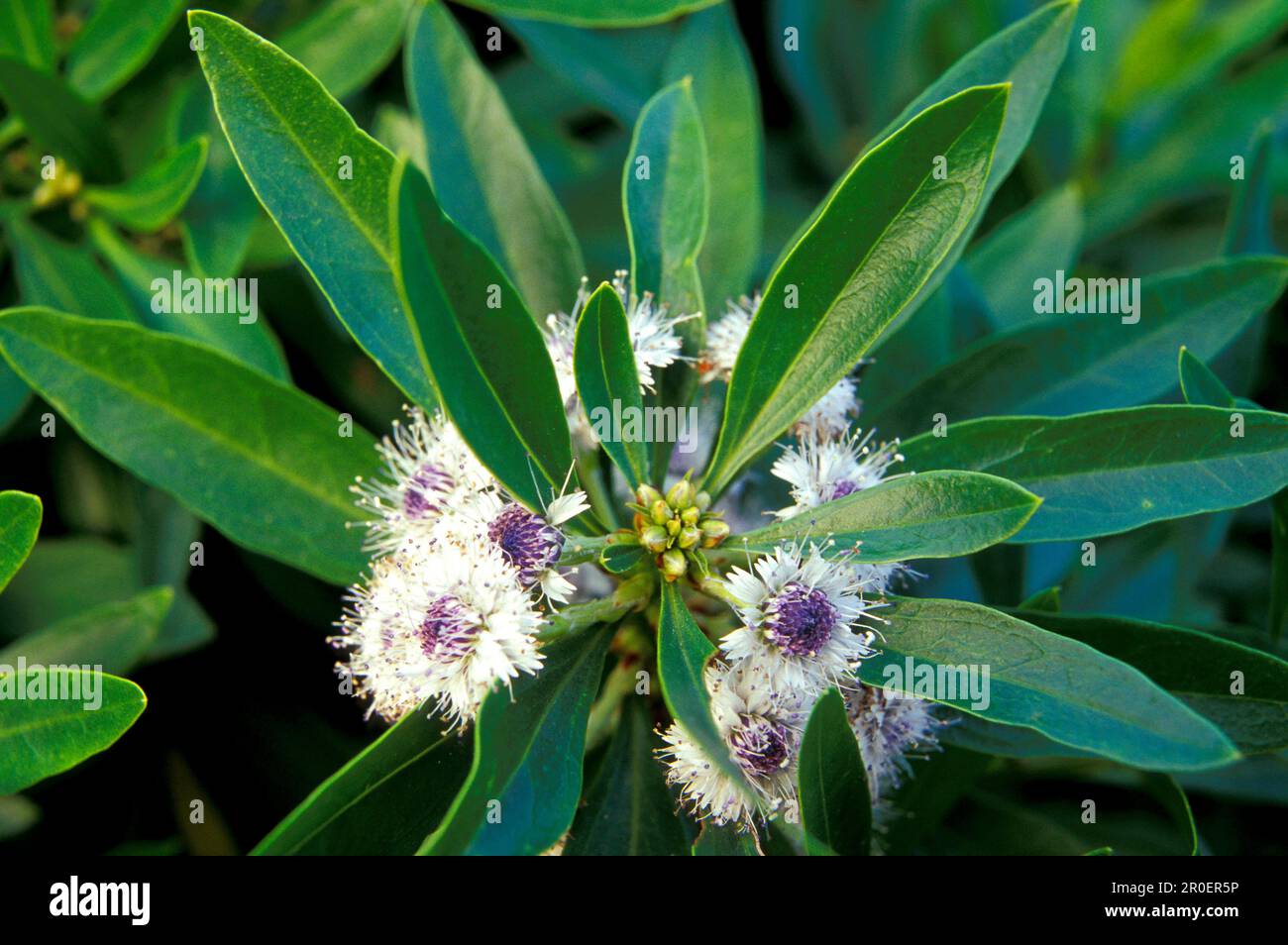 Plante à fleurs, Globularia Ascanii, Îles Canaries, Espagne Photo Stock ...