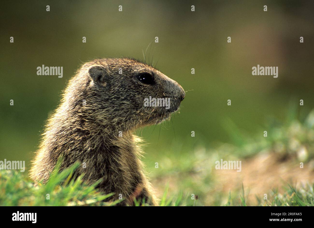 Val languard Banque de photographies et d’images à haute résolution - Alamy