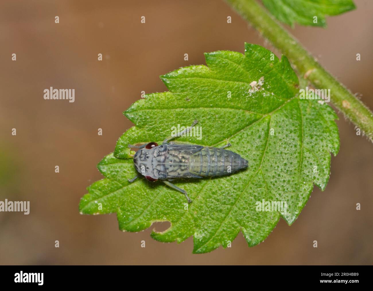 Leaf hopper nymph Banque de photographies et d’images à haute ...