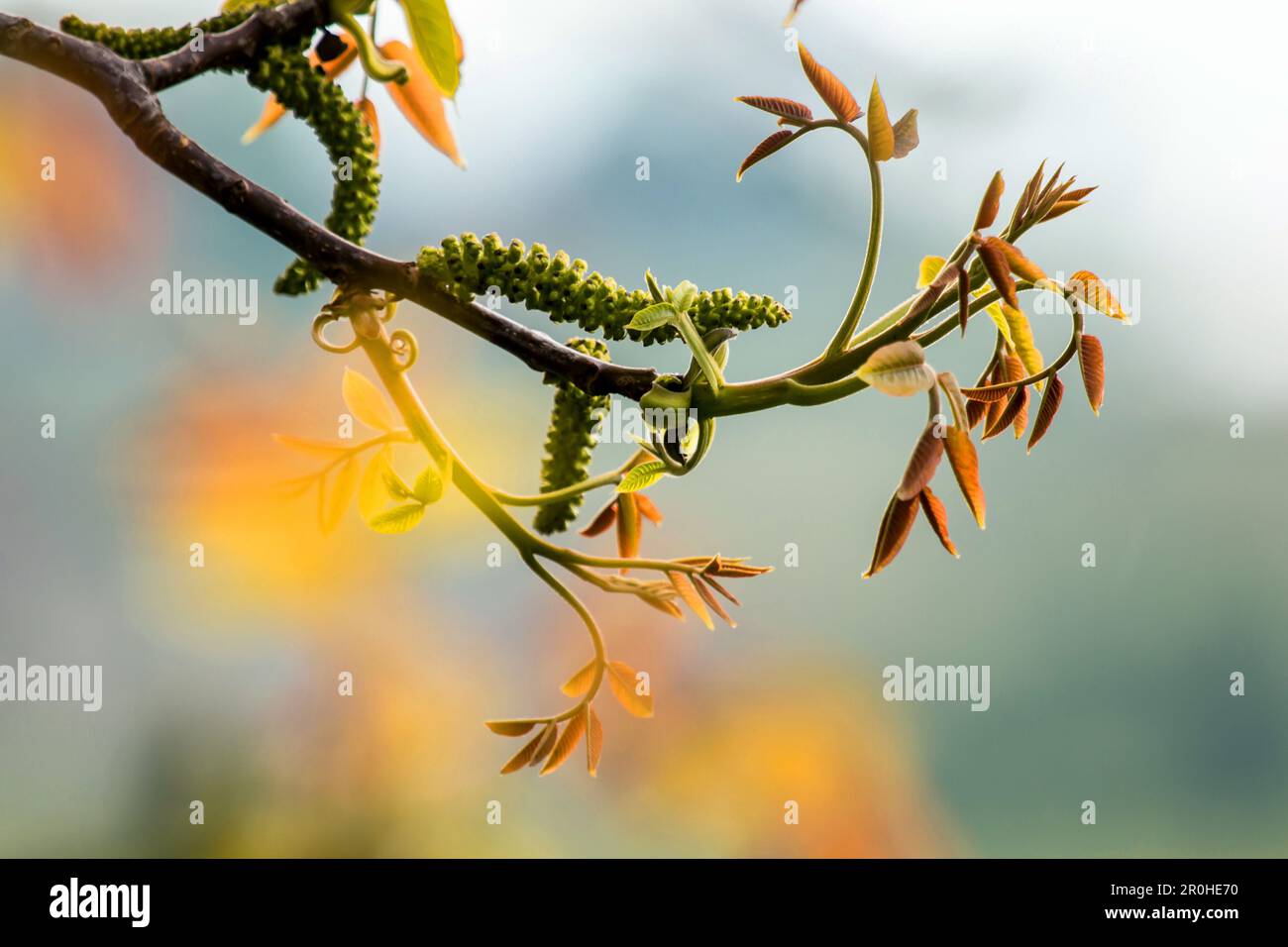 Male inflorescences and young leaves Banque de photographies et d’images à haute résolution - Alamy