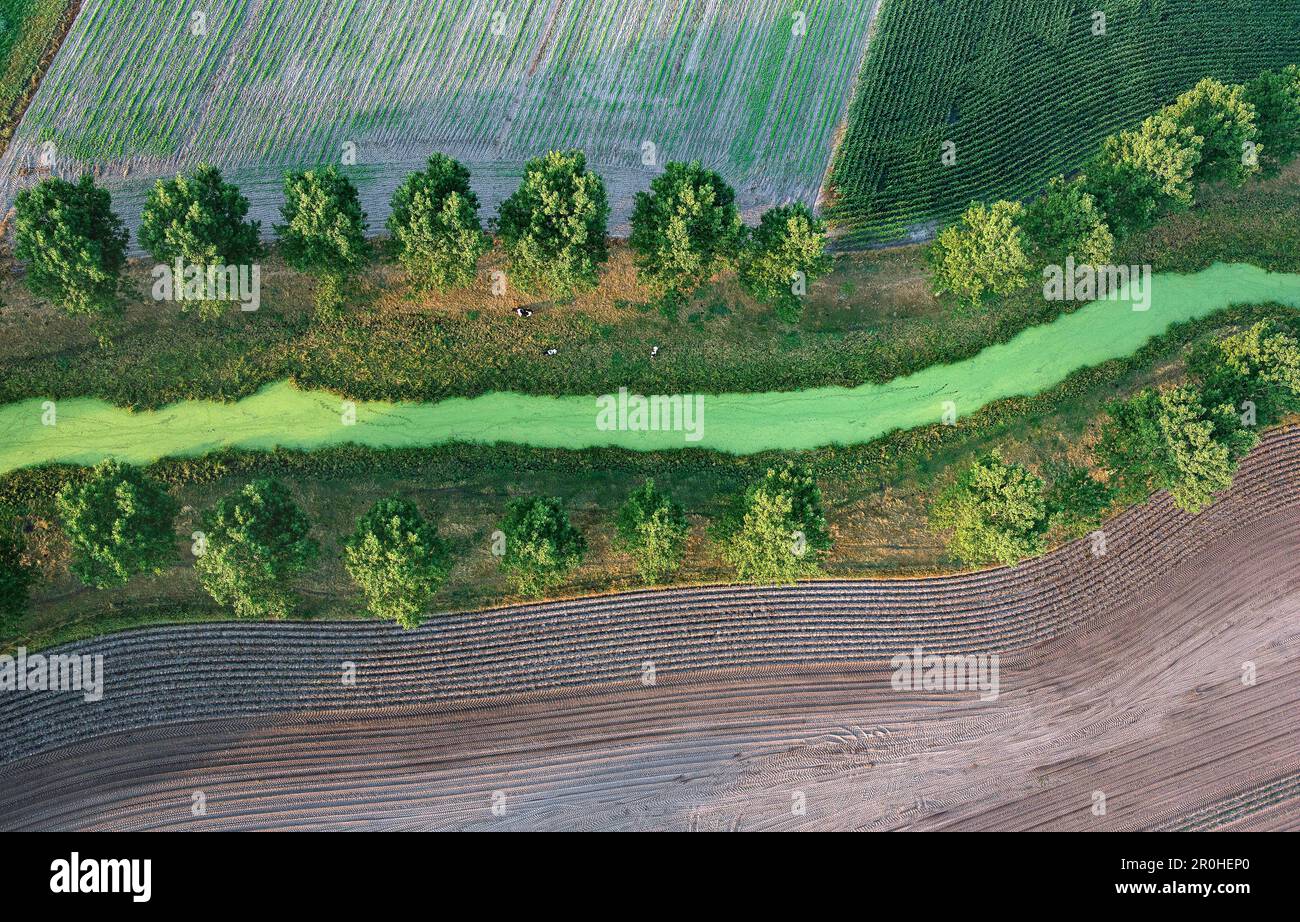 Meetjeslands krekengebied Banque de photographies et d’images à haute ...
